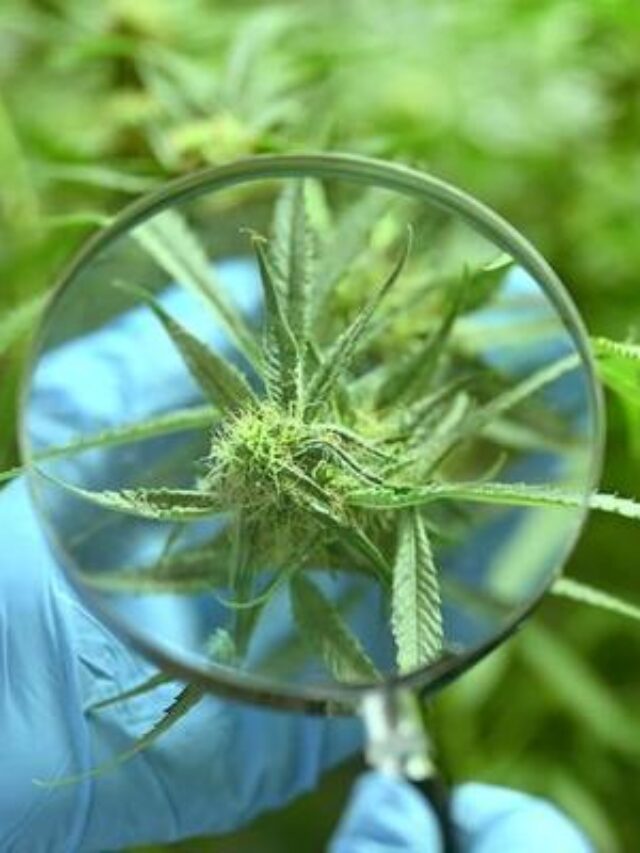 HHC Vs Delta 8 What s The Difference GreenHerbalCare HHC Vs Delta 8 What s The Difference GreenHerbalCare